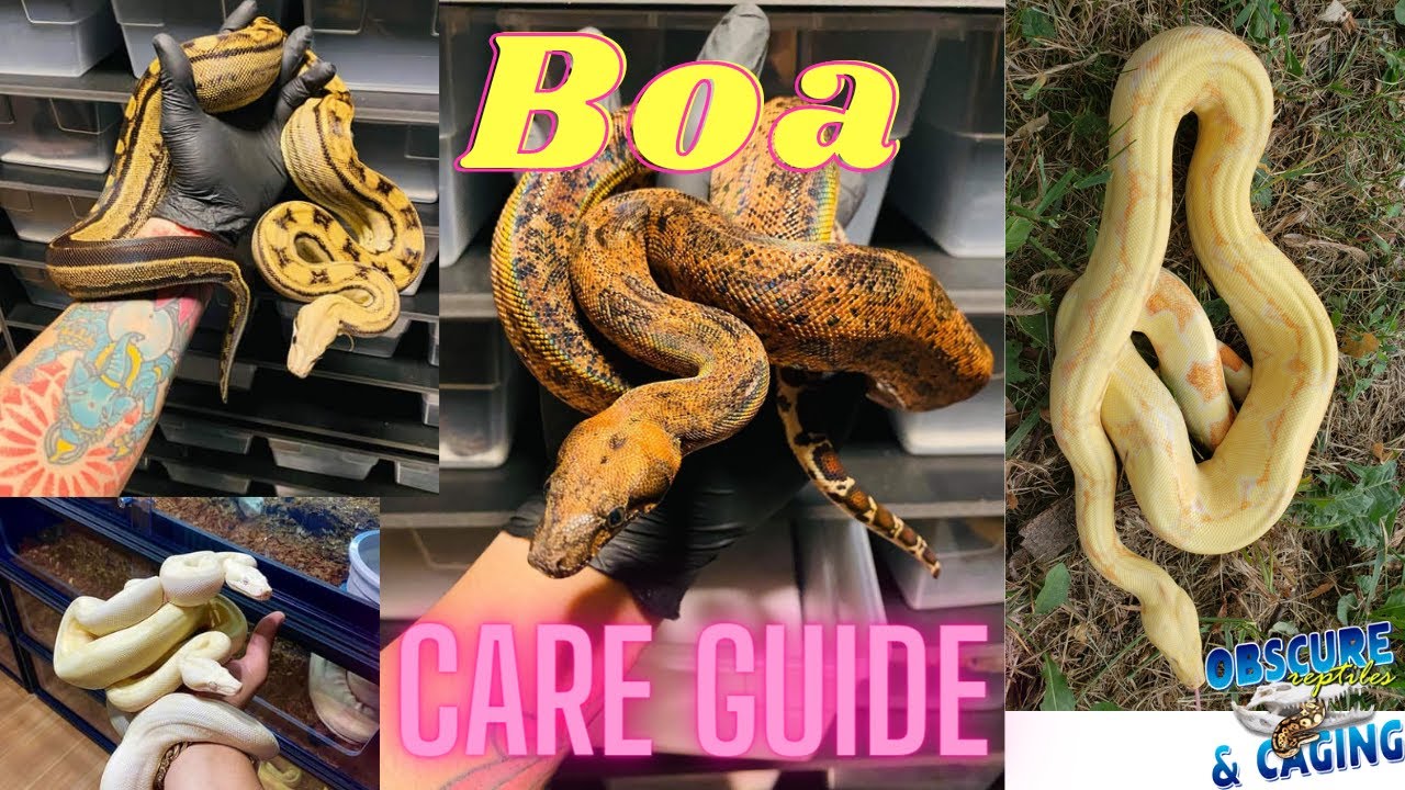 Boa Care Guide - YouTube