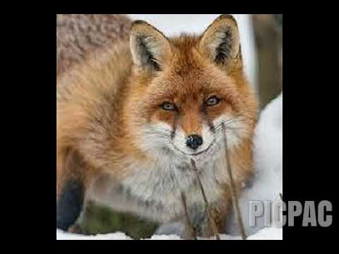 Our Therian/Otherkin Fox Pack - YouTube