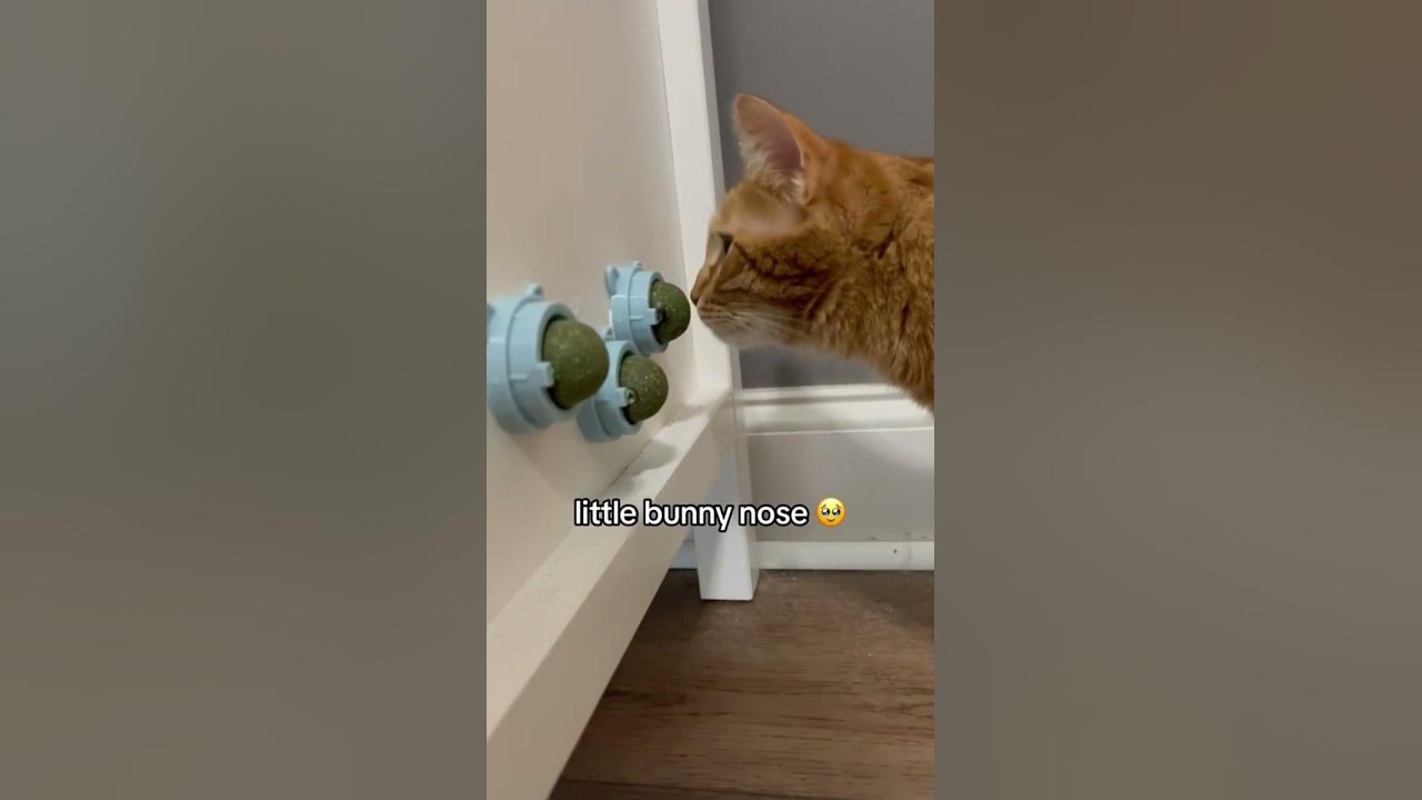 Kurt Loves Catnip Balls - YouTube