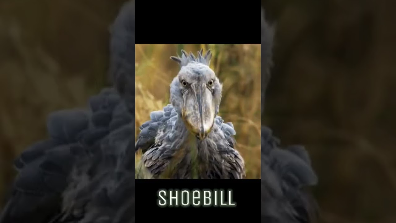 Shoebill vs Dodo bird - YouTube