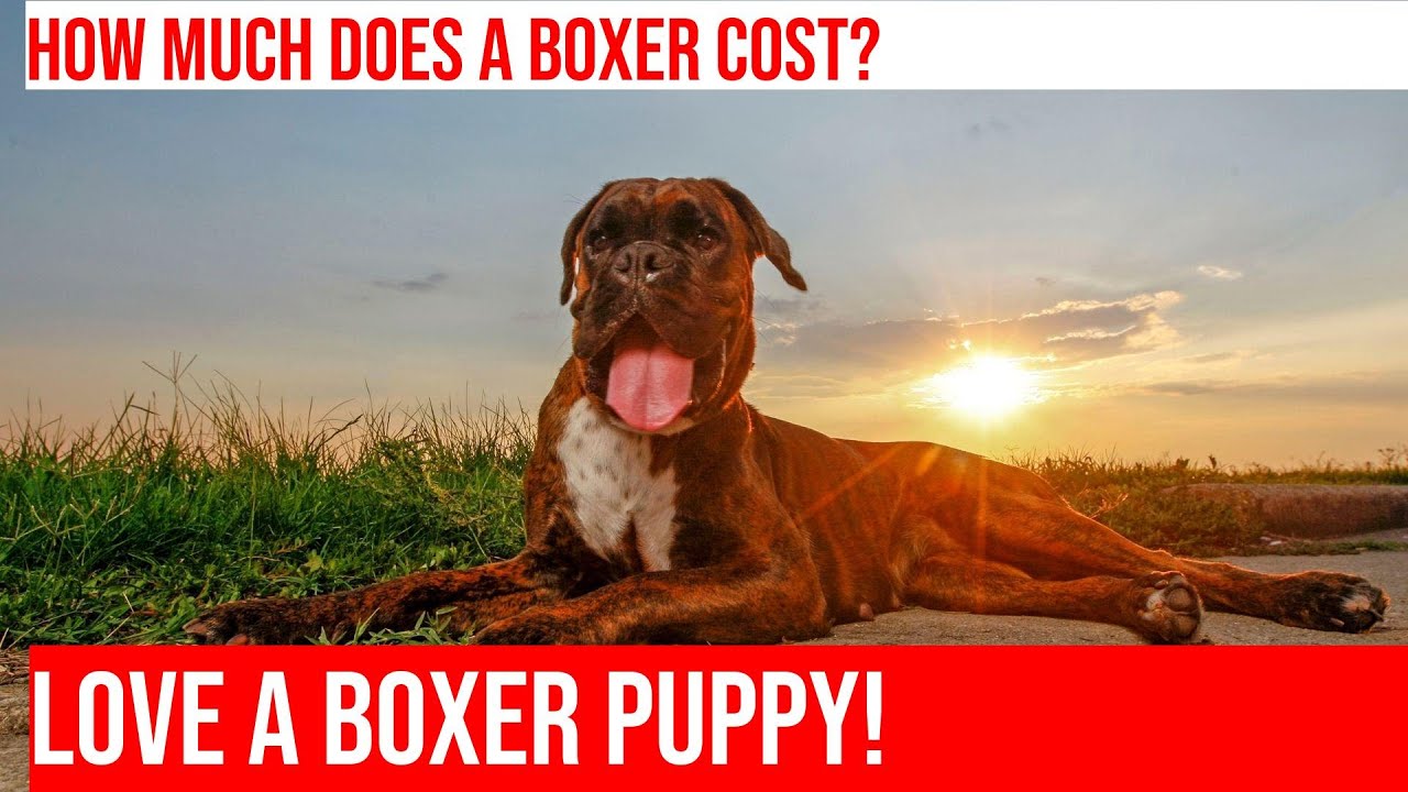 The True Cost of a Boxer Puppy: What to Expect - YouTube