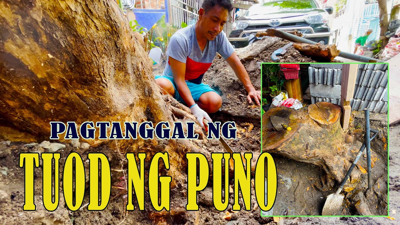 Paano tanggalin ang tuod ng puno(tree stump) - YouTube