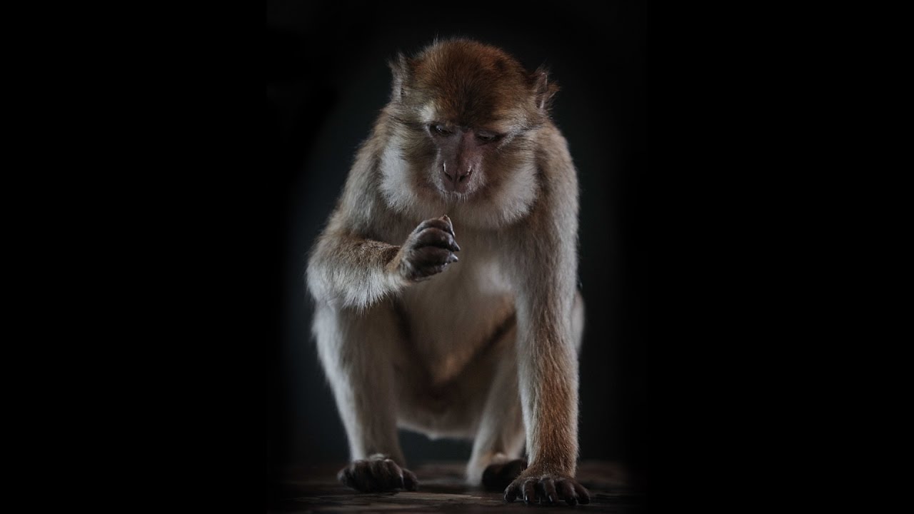Scientists create recording of a monkey speaking English - YouTube