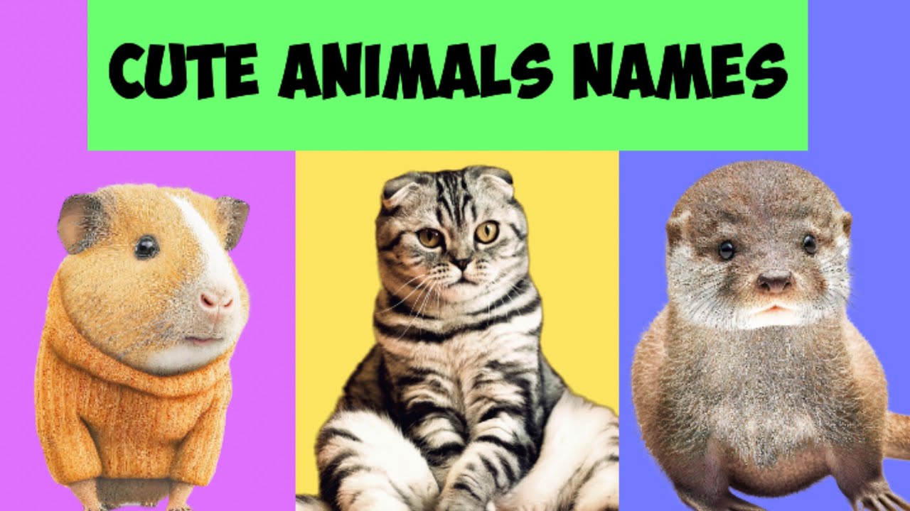 Cute little animals | Learn Animals Name | Animal Names for Kids | Wild ...