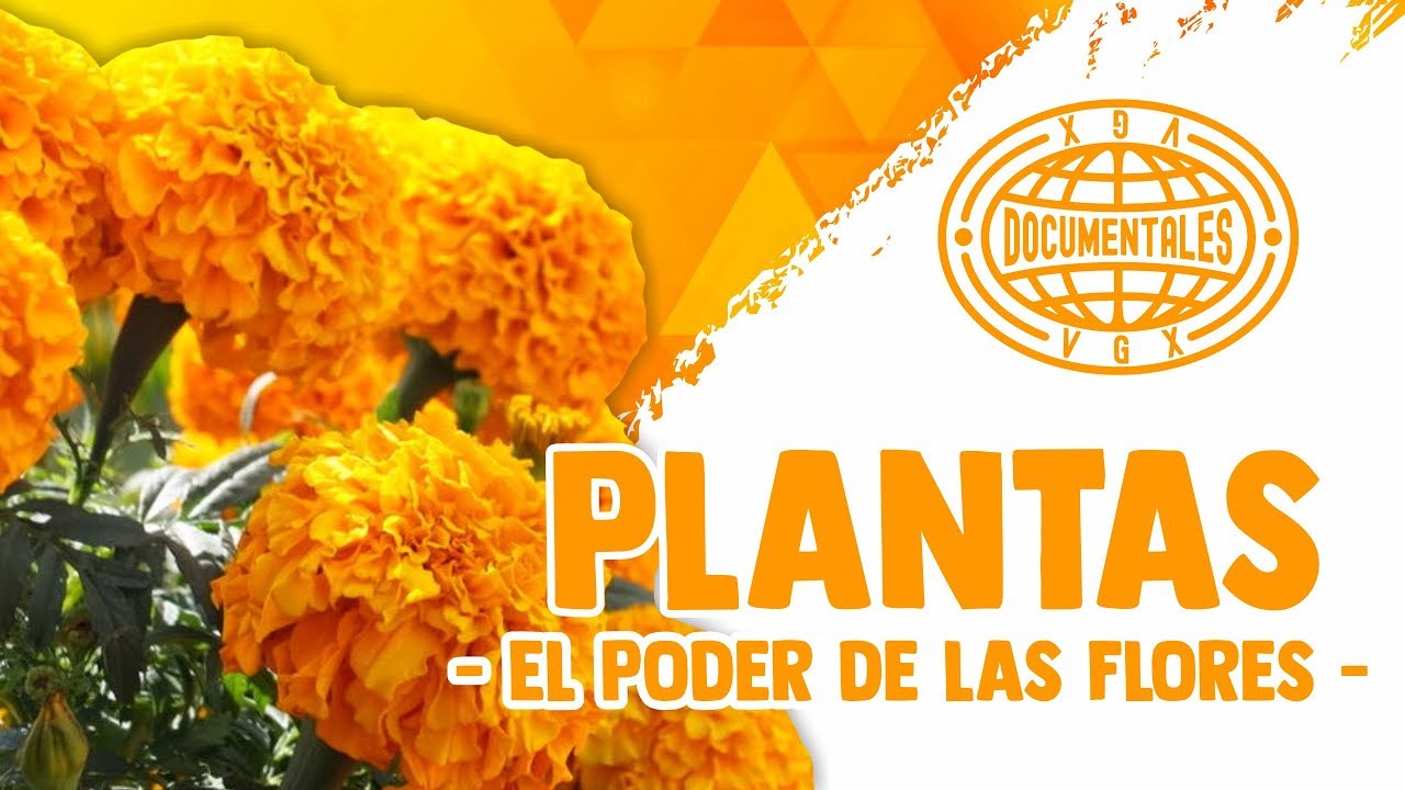 Plantas - El Poder de las Flores - Documental Completo en Español - YouTube