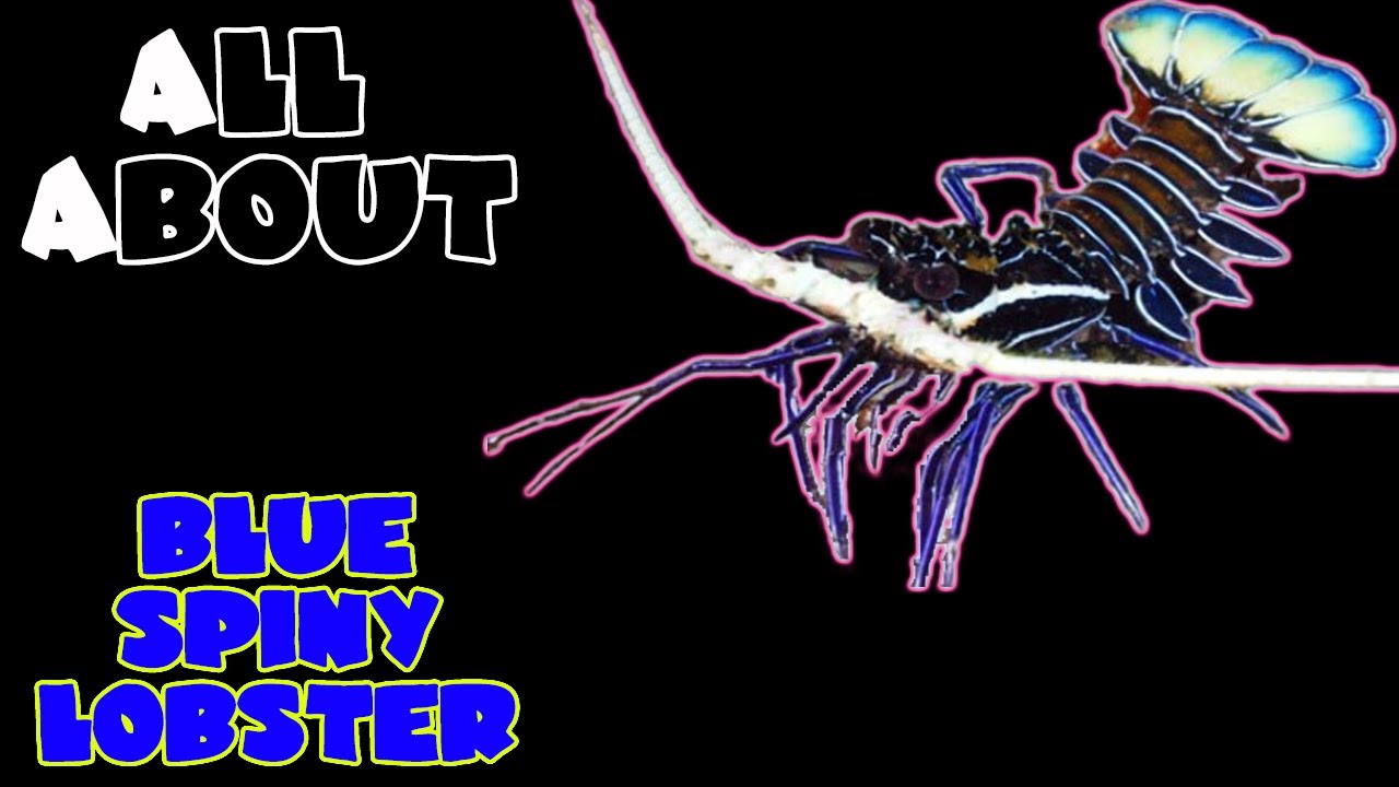 All About The Blue Spiny Lobster or Painted Spiny Lobster or Painted ...