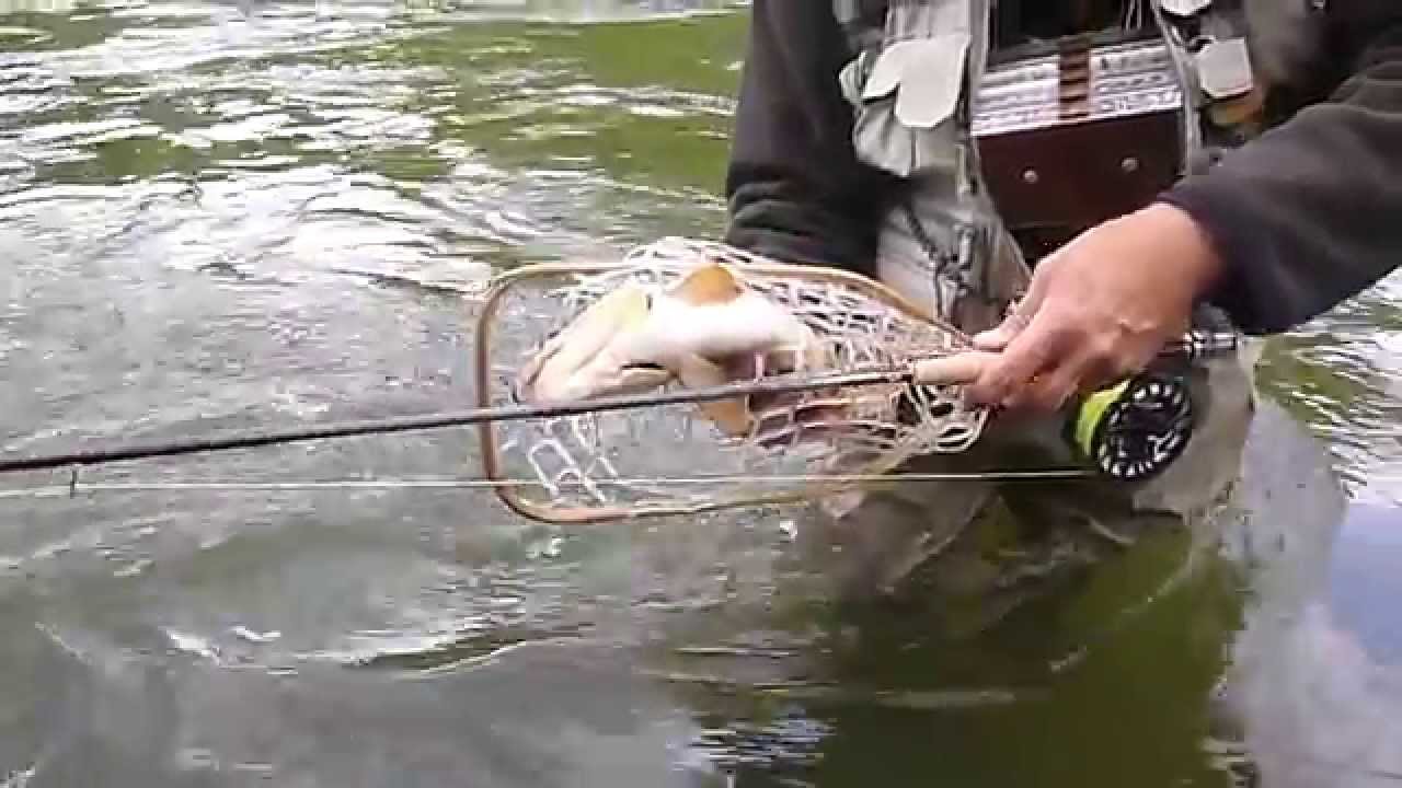 Big brown trout on an ADG Titanium Fly Rod - YouTube