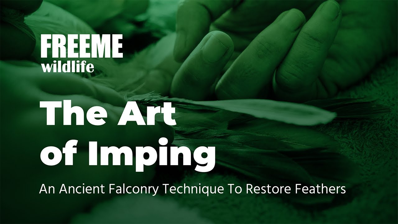 The Art of Imping - YouTube