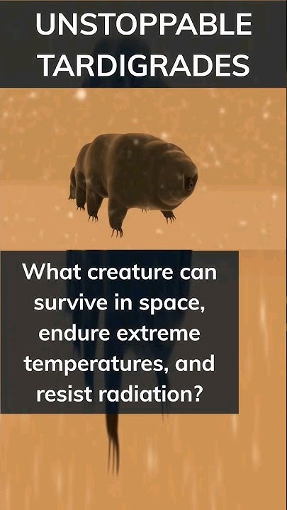 Tardigrades: Earth's Toughest Creature #tardigrade - YouTube