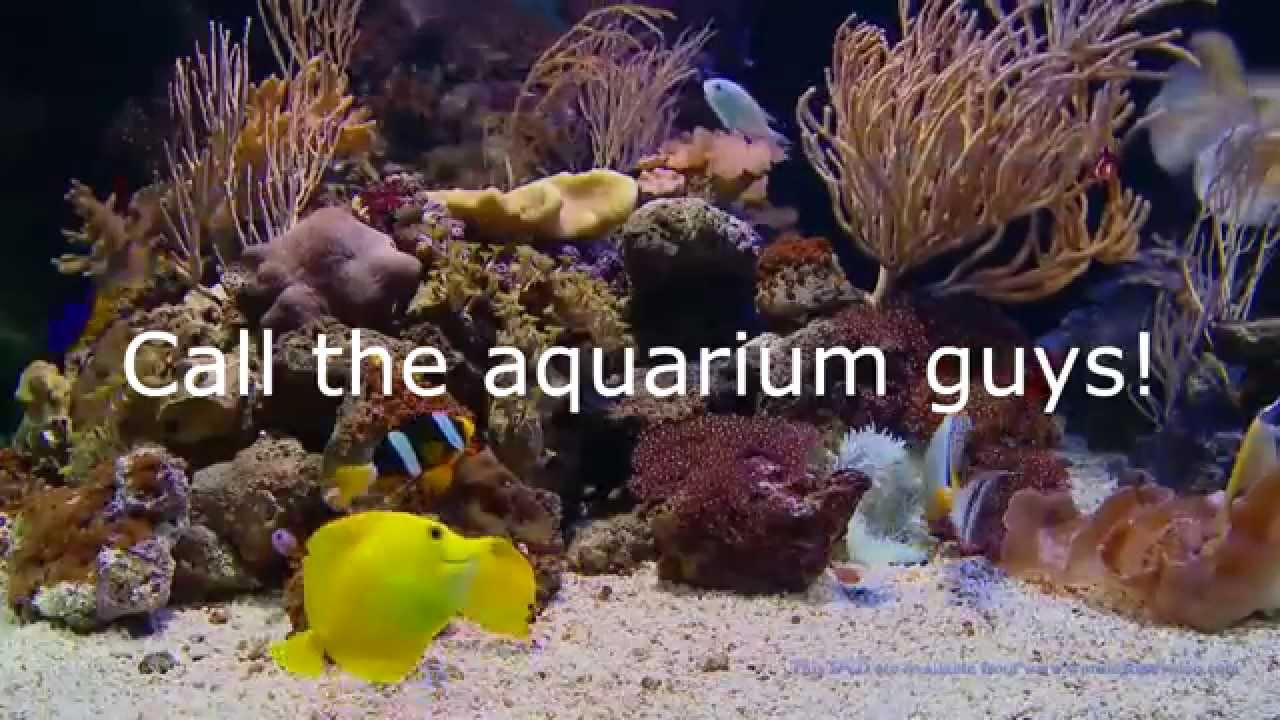 The Aquarium Guys | Saltwater Aquariums - YouTube