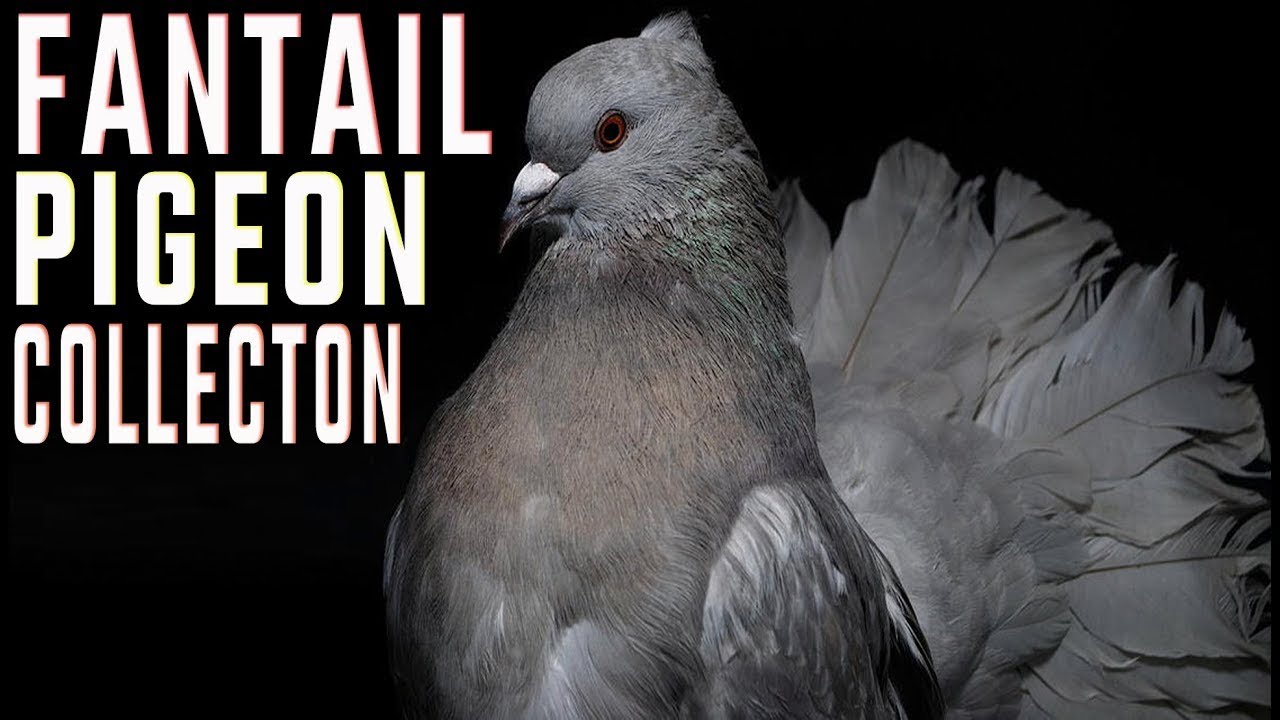 Fantail Pigeon Information | Standard, Characteristics, Color, Uses, Origin & Appearance - YouTube