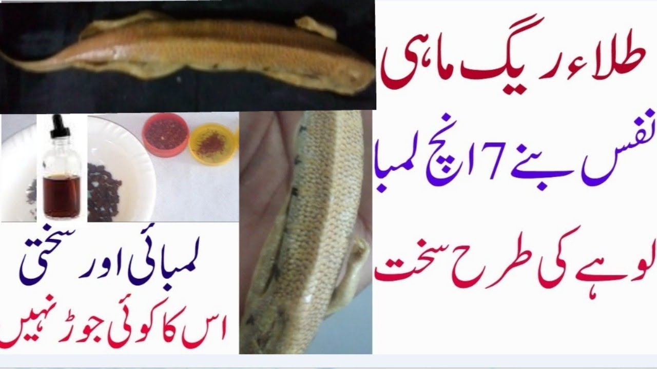 How To make Tila Raig mahi For Growth نفس بنے 7 انچ لمبا سخت لوہے کا ...