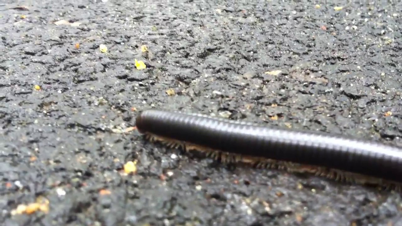 Railroad Worm - YouTube