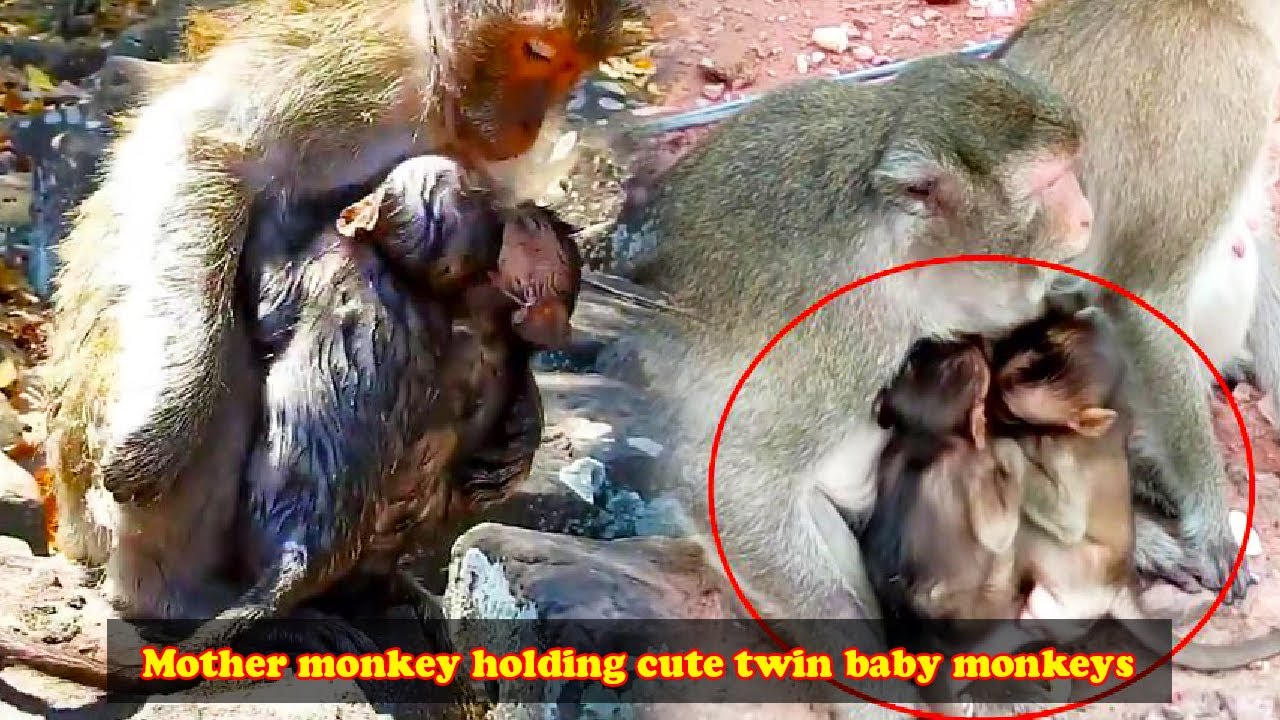Mother monkey gave birth to two monkeys, baby monkeys fought over each ...