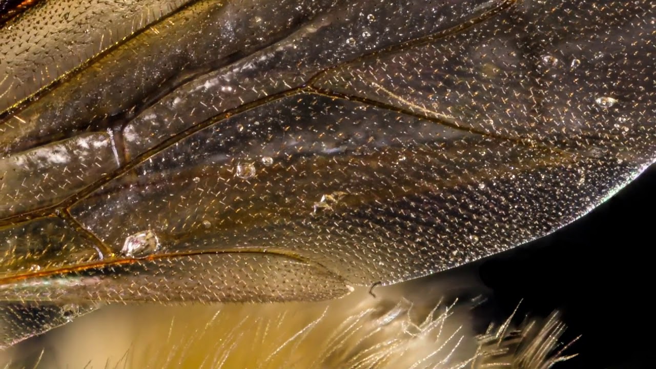 BES MacroPro Photography: Honey bee macro animation - YouTube