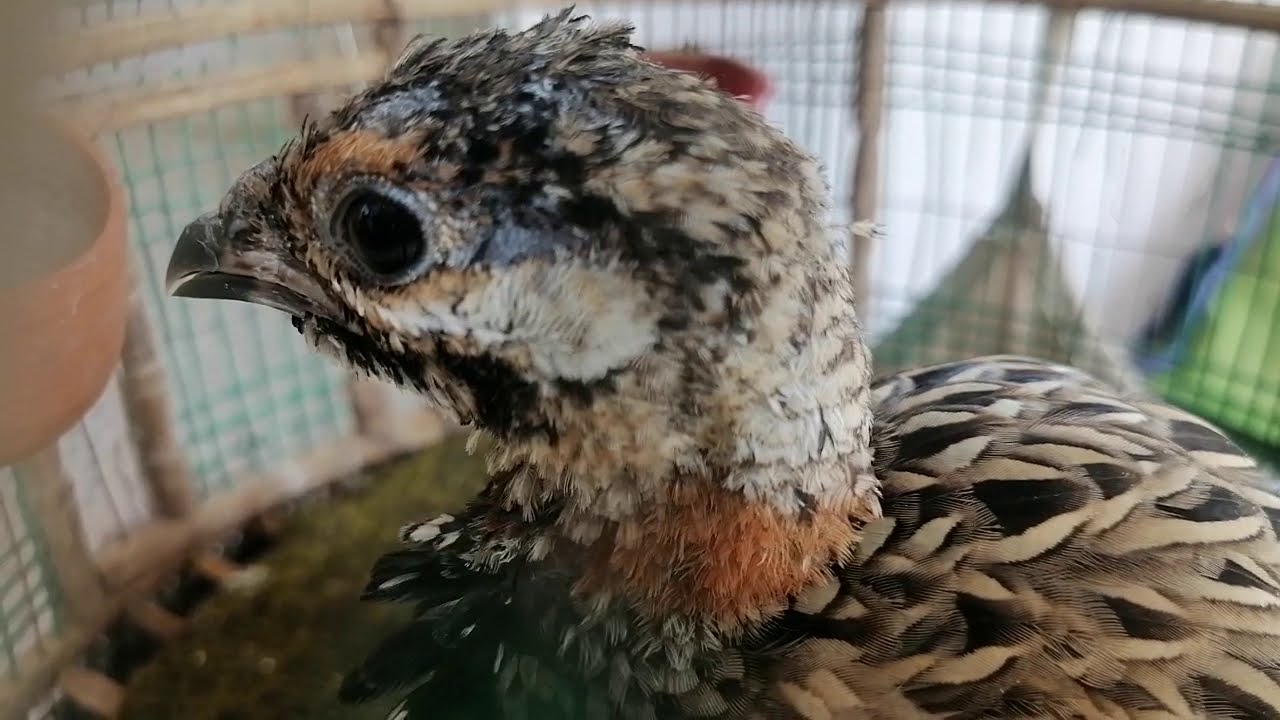 Kala teetar _ 6 month ka patha _ Black francolin - YouTube