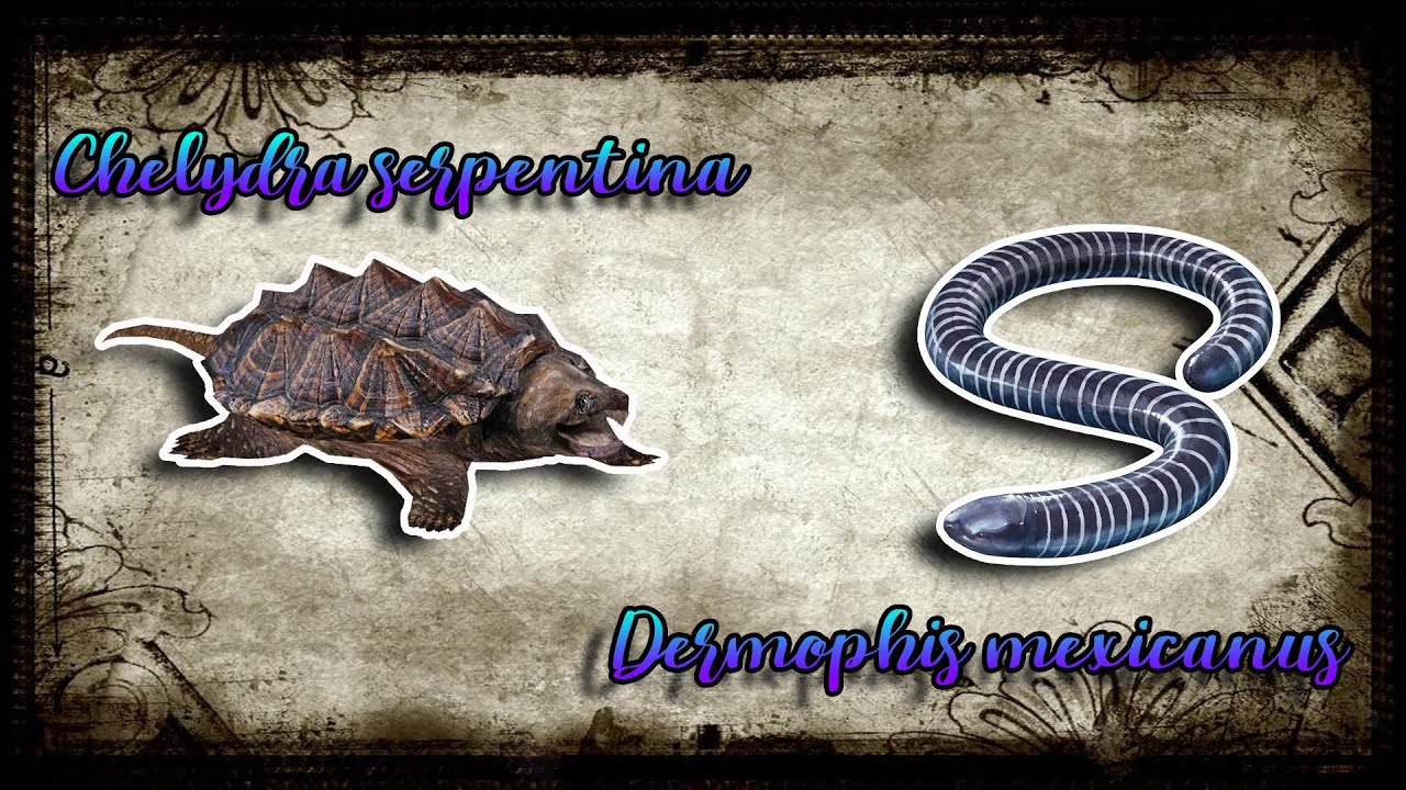 Dermophis mexicanus & Chelydra serpentina - YouTube