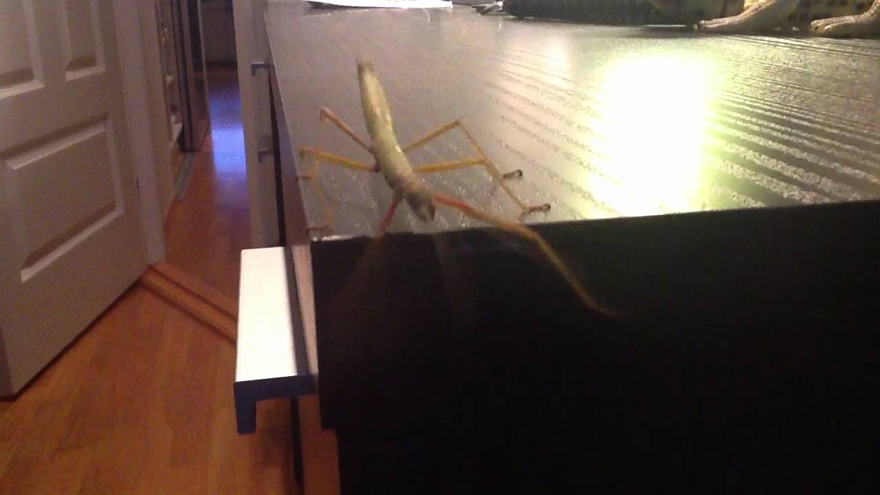 The Stick Insect Dance - YouTube