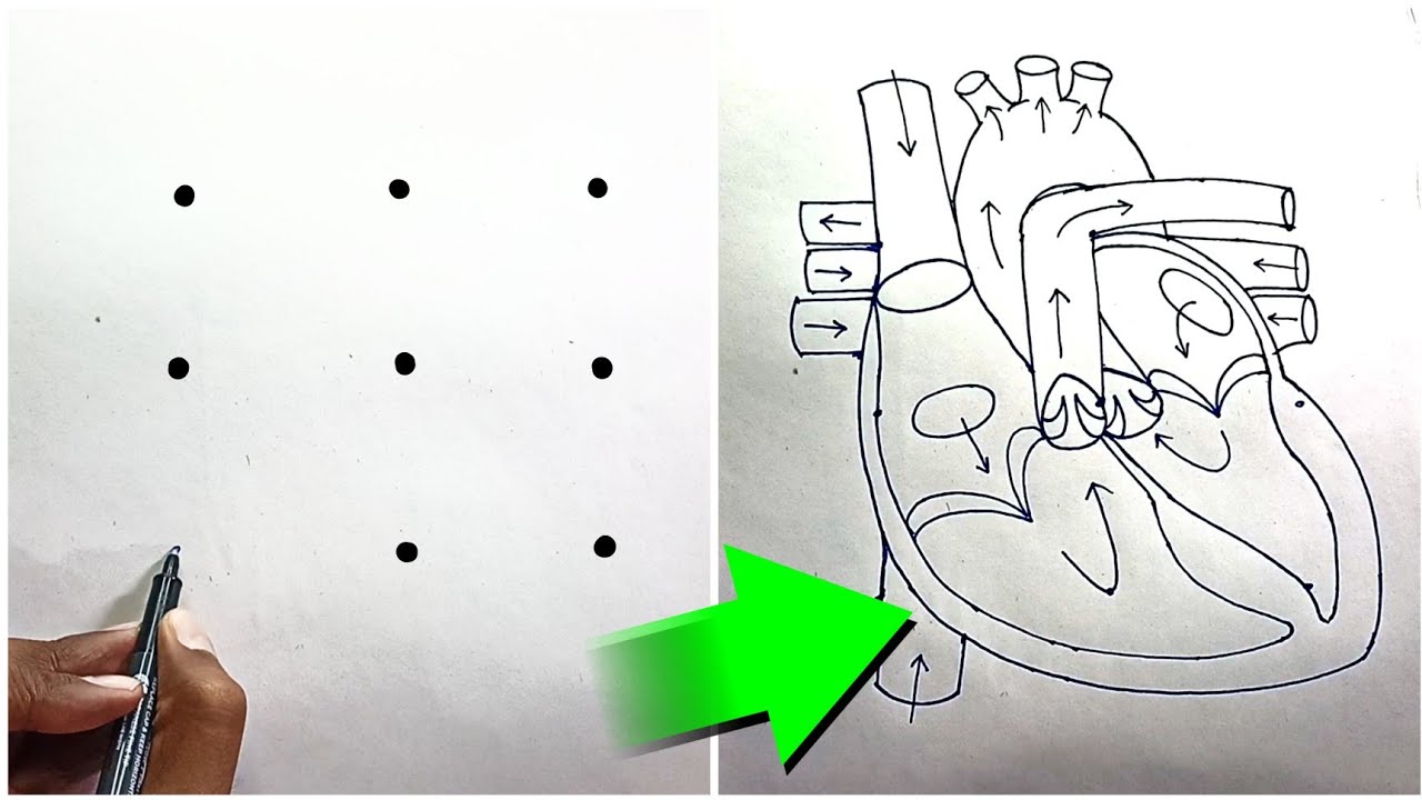 Easy how to Draw Human Heart Diagram - human heart diagram drawing with ...