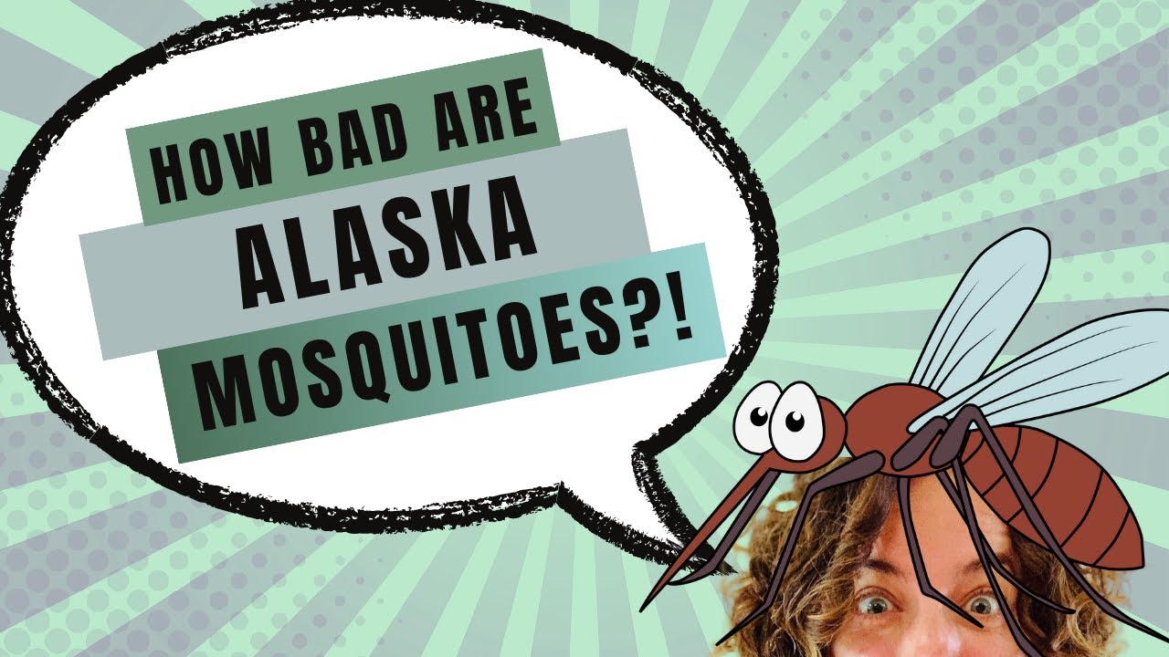 How Bad Can Mosquitos Be in Alaska in June? - YouTube