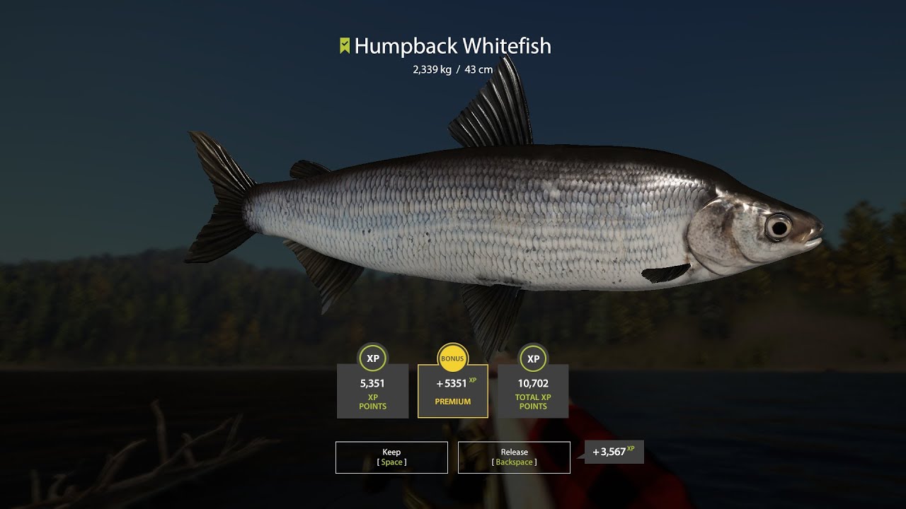 Russian Fishing 4 RF4 Humpback Whitefish and Peled Lower Tunguska River ...