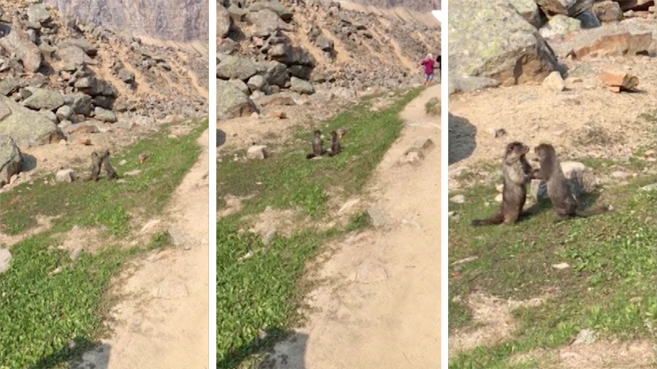 Marmots Fighting In Front Of Amused Onlookers - YouTube