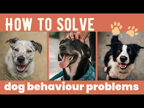 How to Solve Common Dog Behavior Problems , Best Solution - YouTube
