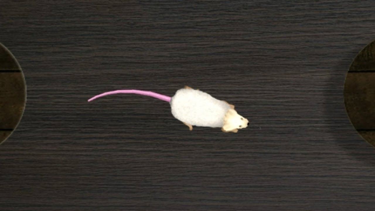 CAT GAMES ON SCREEN - Catching Fast White Mouse! Video for Cats to ...