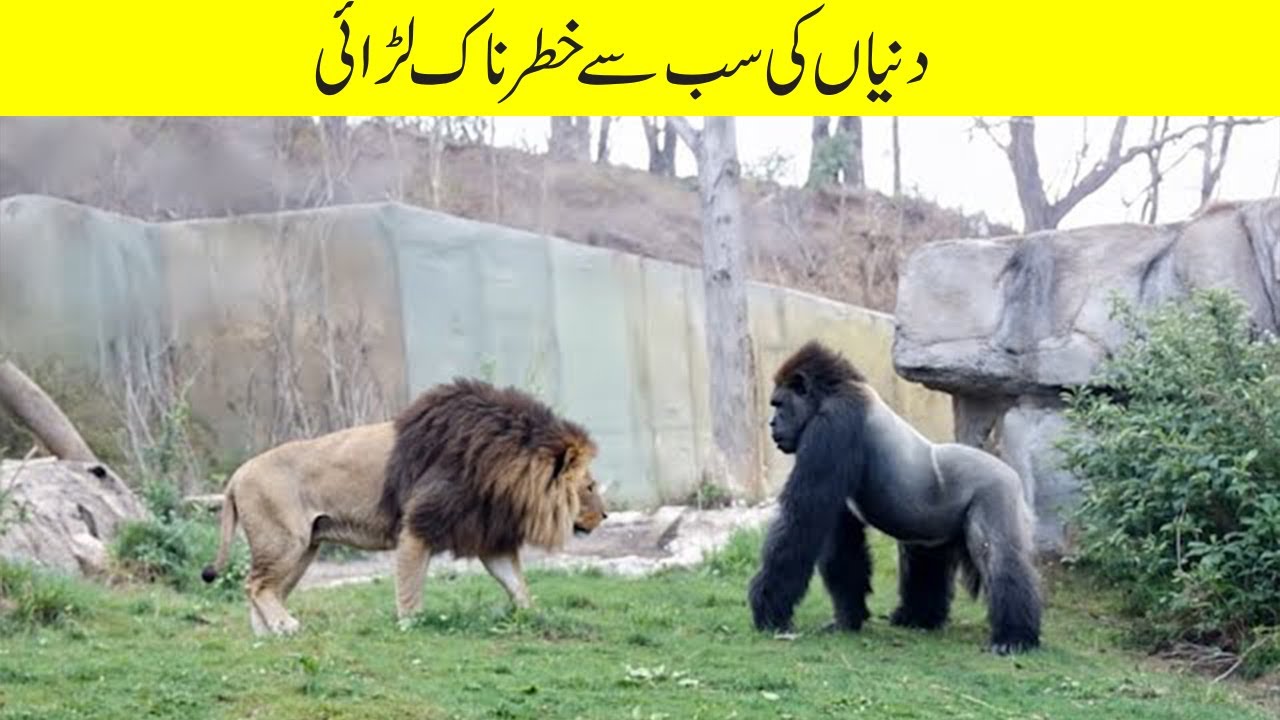 Real Wild Animal Fight: Gorilla vs. Lion – Battle of the Beasts! گوریلا ...