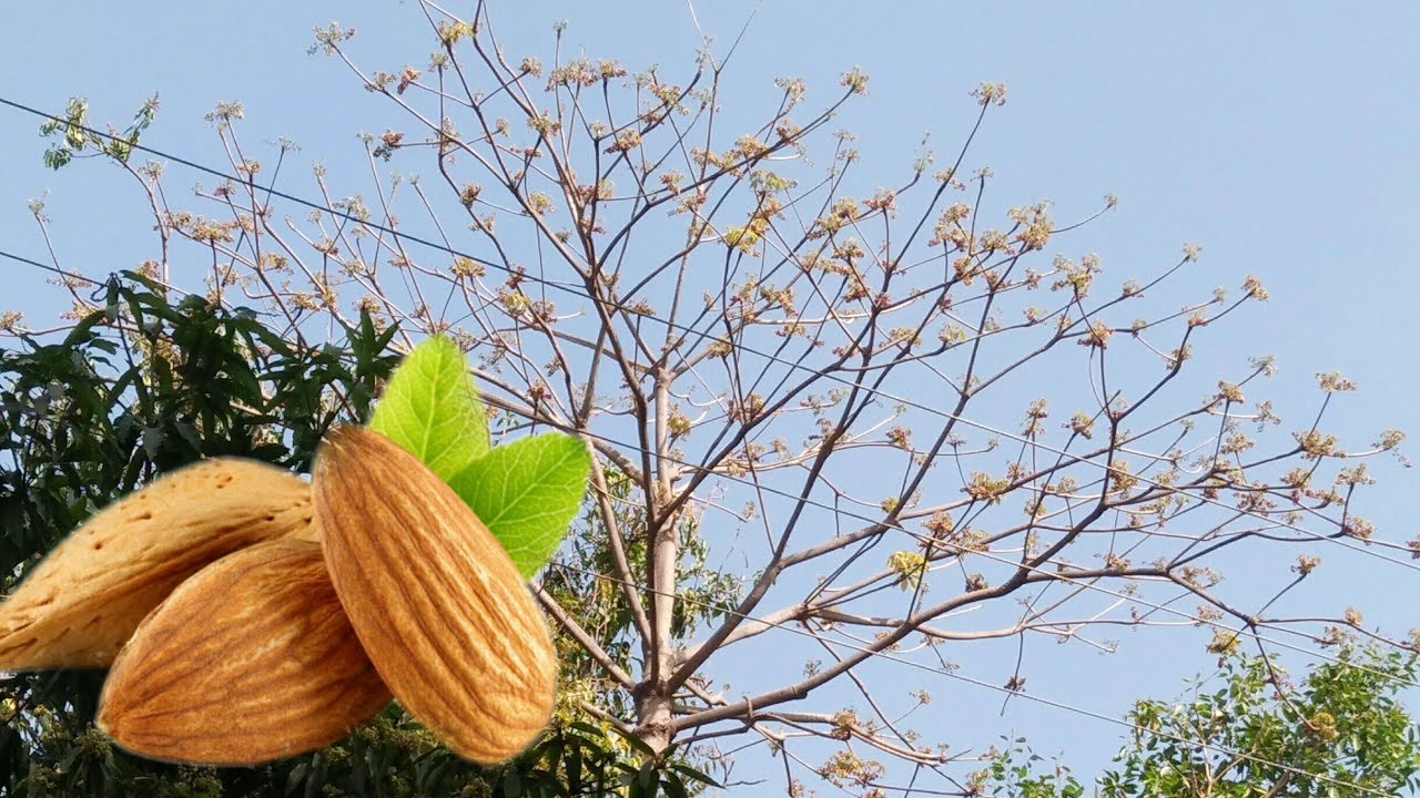 बादाम का पेड भारत के गुजरात मे/Almond tree in Gujarat India /pista ...