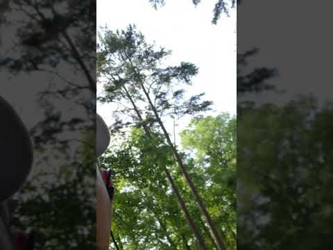 Picking up branches and twigs. - YouTube