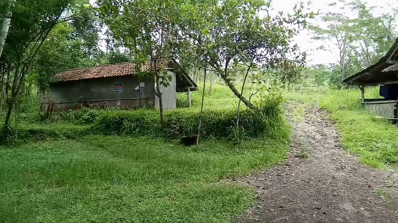Survey Lokasi Kemah 3- Buper SINOLEWAH Cangkringan Yogyakarta - YouTube