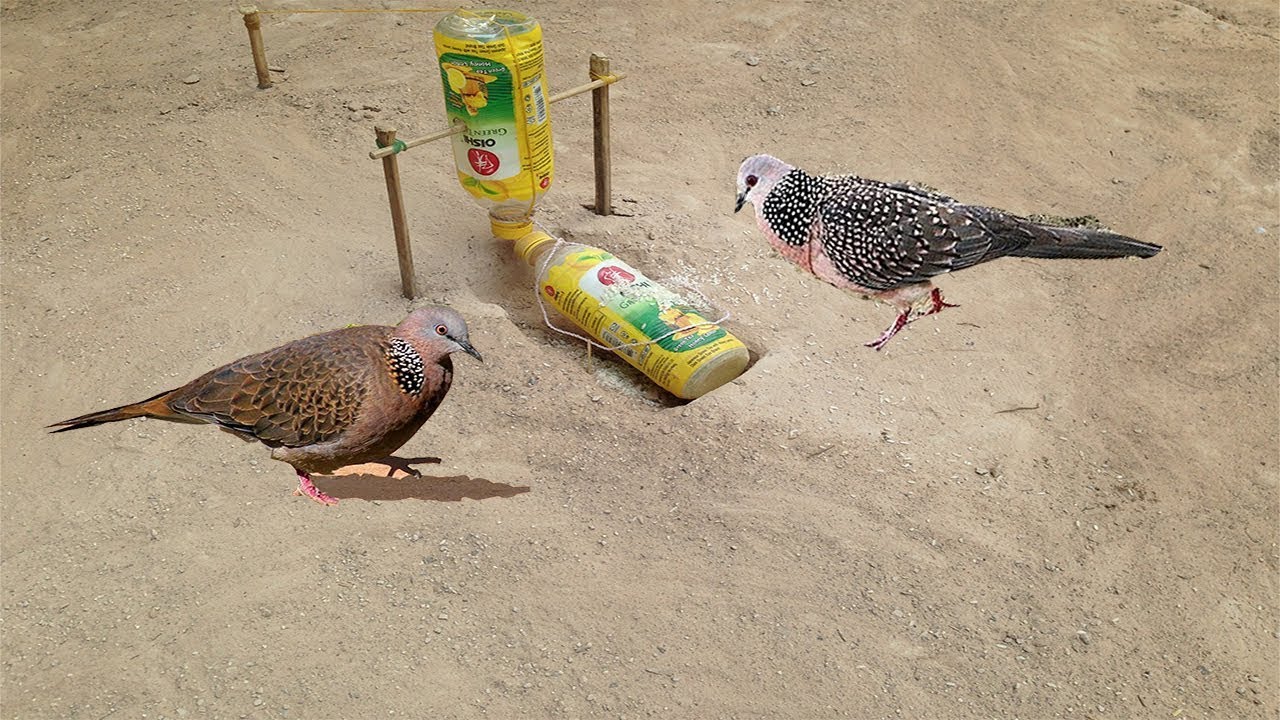Amazing Quick Bird Trap Using Snare Trap How To Make A Simple Easy Bird Trap By Plastic Bottle Amazing Quick Bird Trap Using Snare Trap How To Make A Simple Easy Bird Trap By Plastic Bottle