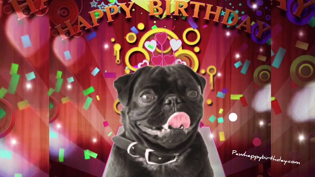 Pugs Singing Happy Birthday