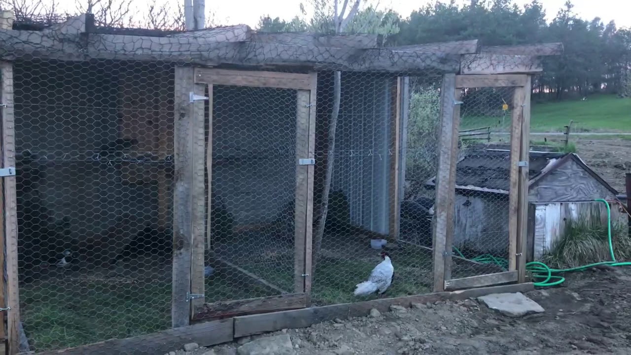 My new pheasant aviary!! - YouTube
