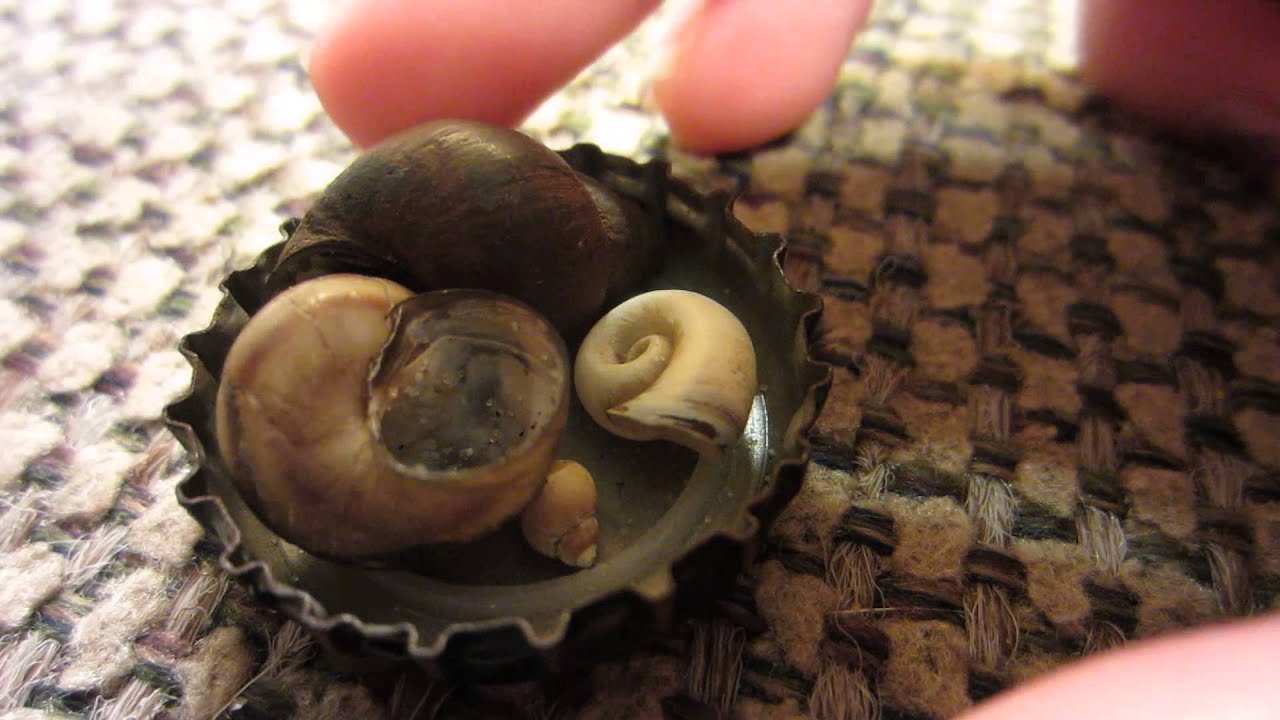 Apple's Snail Shell Collection - YouTube