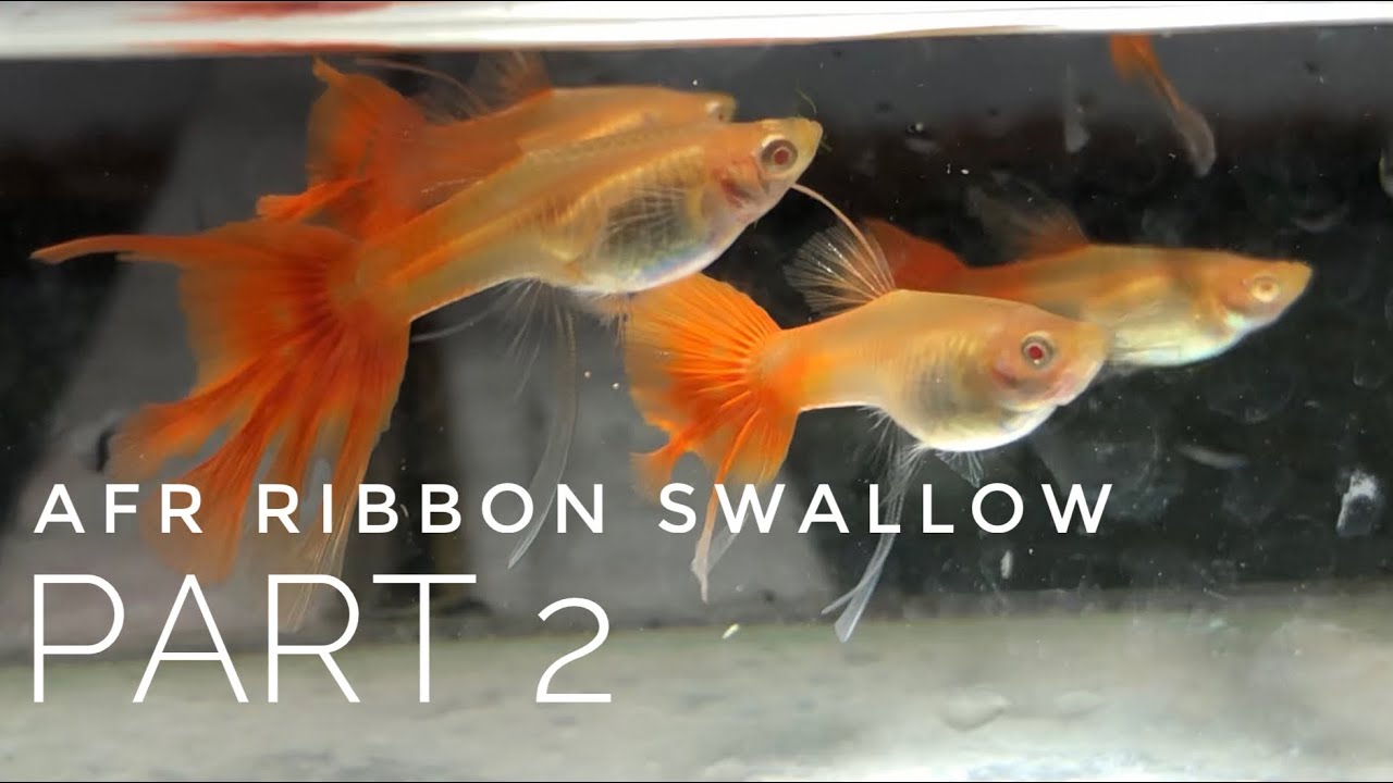Albino Full Red Ribbon Swallow: Strain Project (Part 2) - YouTube