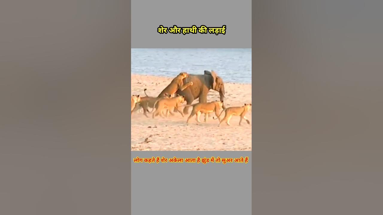शेर और हाथी की लड़ाई | sher aur Hathi Ki Ladai | animal attack | animals short | related short ...
