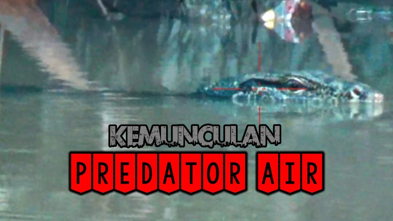 Berburu biawak // predator air - YouTube