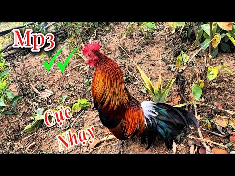 Tiếng gà rừng Gáy Chuẩn Mồi Siêu Nhạy 2025 ️ || Suab qaib qus qua zoo dib tuaj zoo tiag tiag li💯 ...
