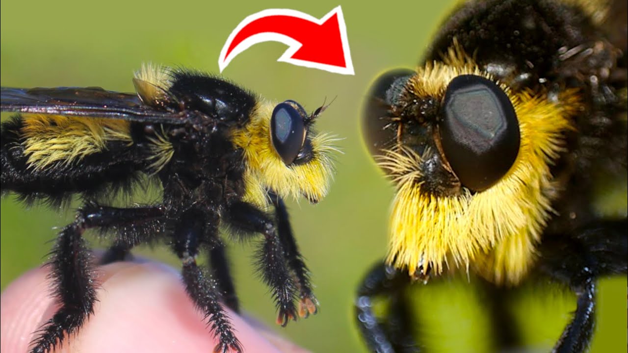 This TERRIFYING Fly Eats BEES? - The BEE KILLER Robber Fly! - YouTube