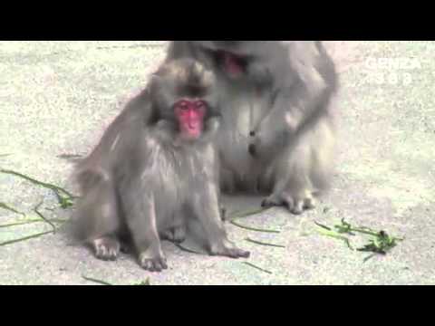 Baby monkeys anger by being suddenly bitten - YouTube
