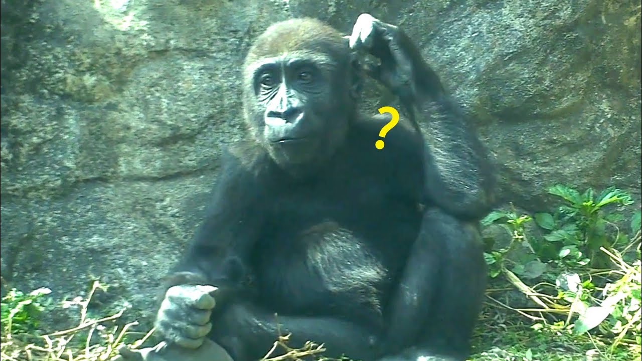 Jabali seriously thinking? 😆|D'jeeco Family|Gorilla|Taipei zoo - YouTube