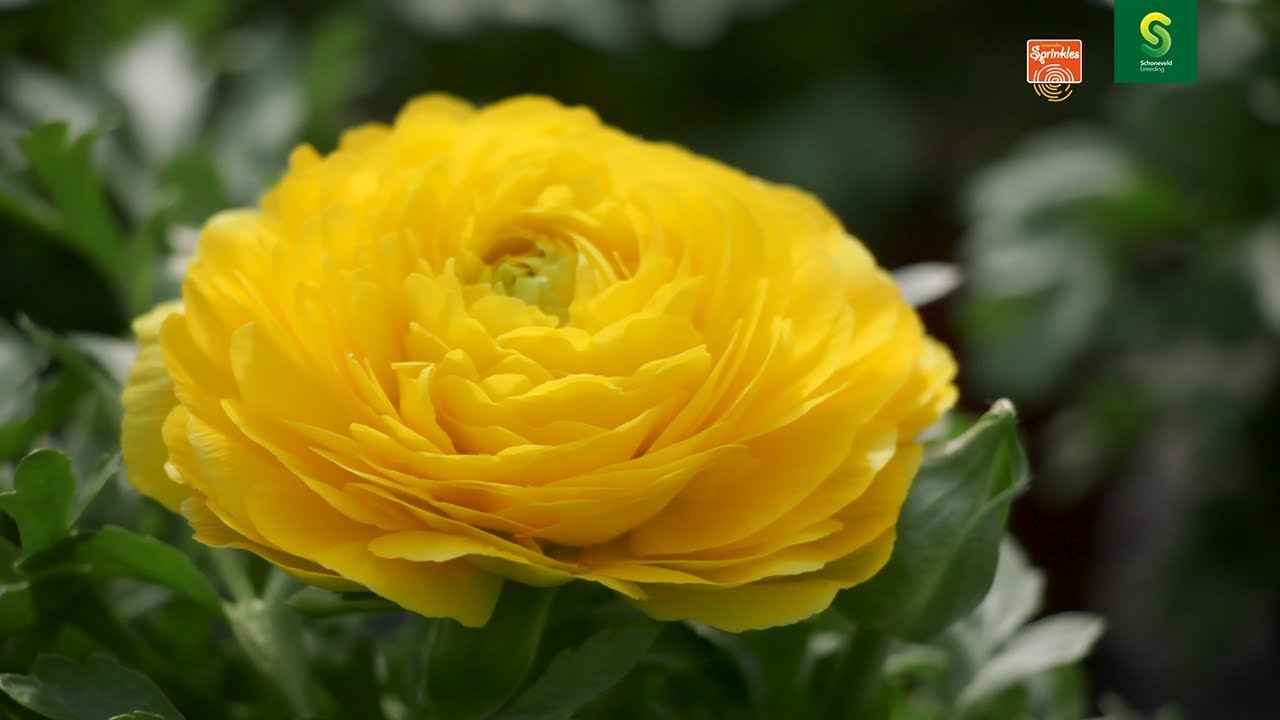 Meet our Ranunculus Sprinkles Dwarf - YouTube