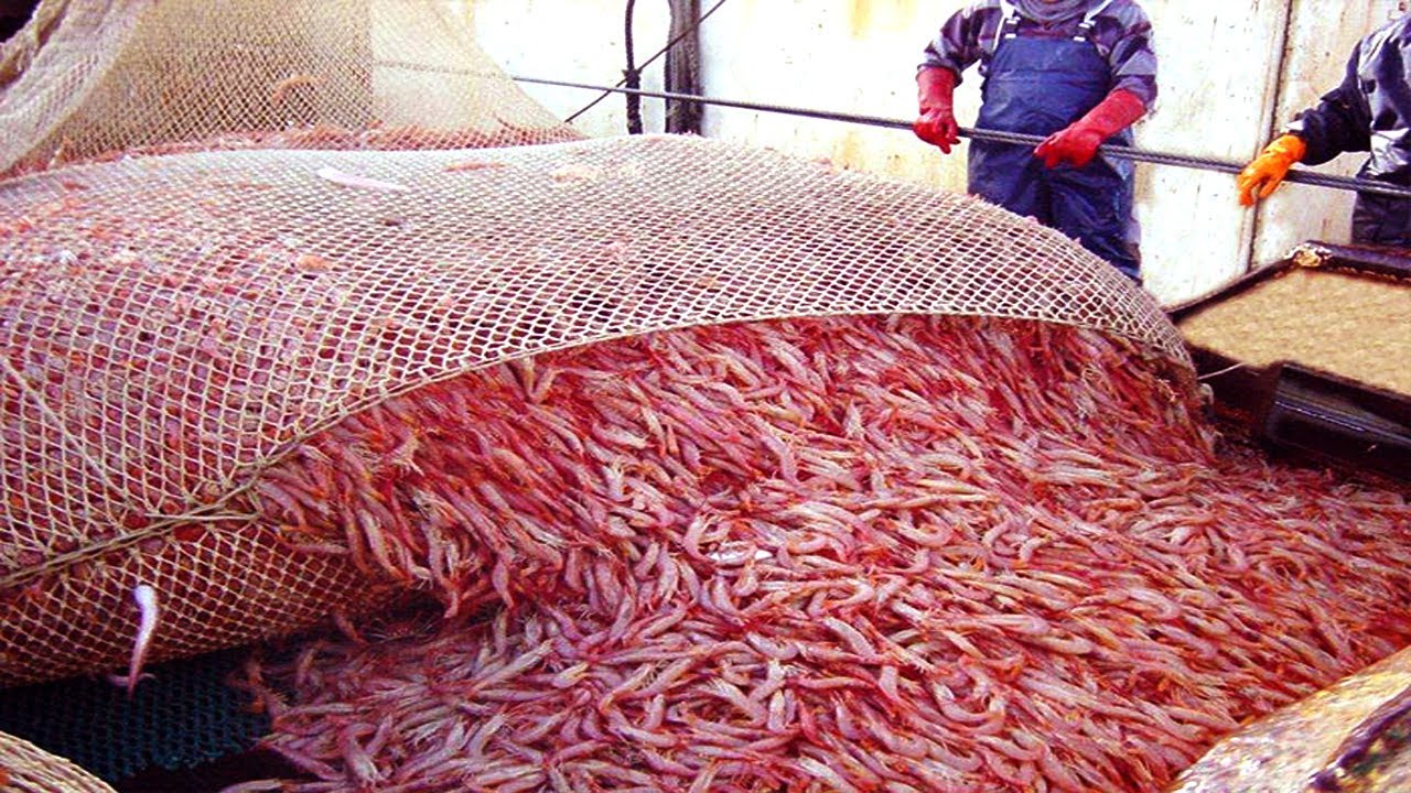 How Are Shrimp Raised and Processed At The Factory | Harvest Millions ...