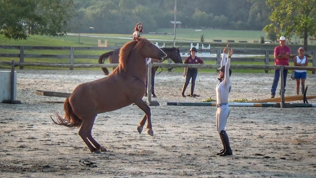 Fledge Freestyle | 2019 Georgia Open Mustang Show - YouTube