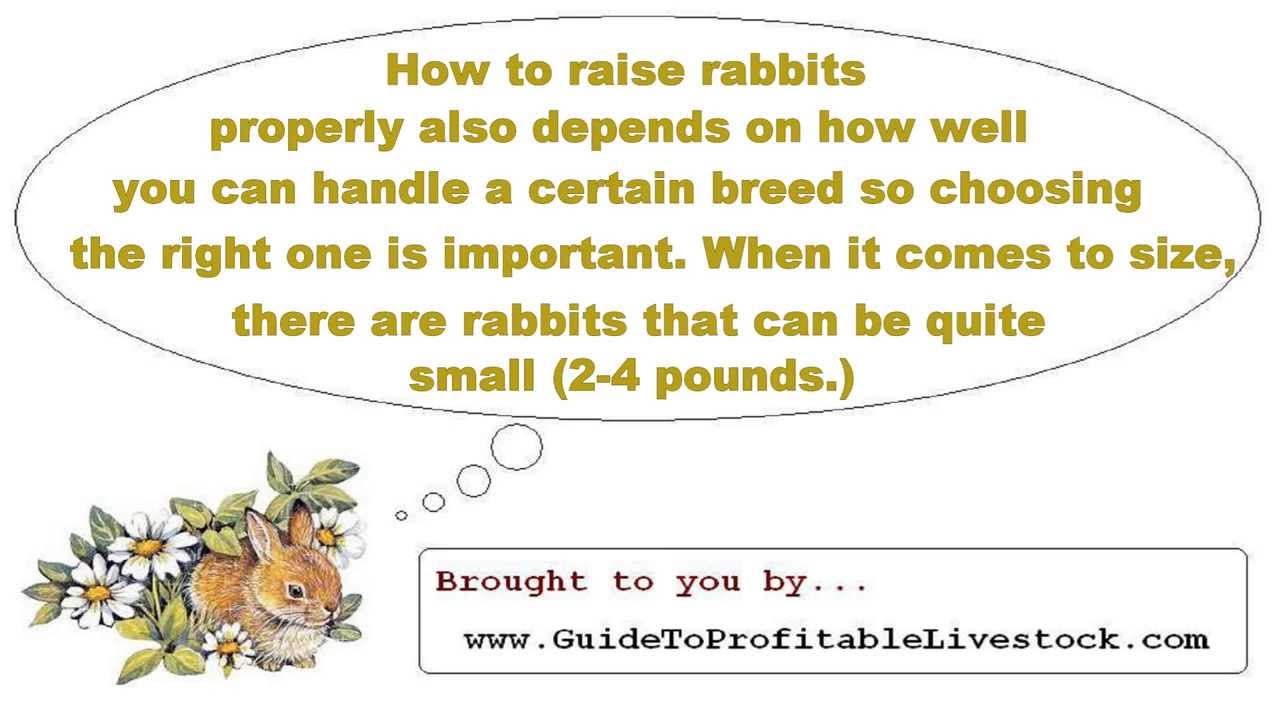 How To Care For Rabbits As Pets - YouTube