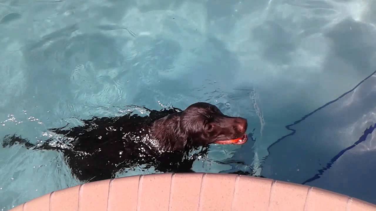 AWESOME Chocolate Labrador swimming in the pool - YouTube