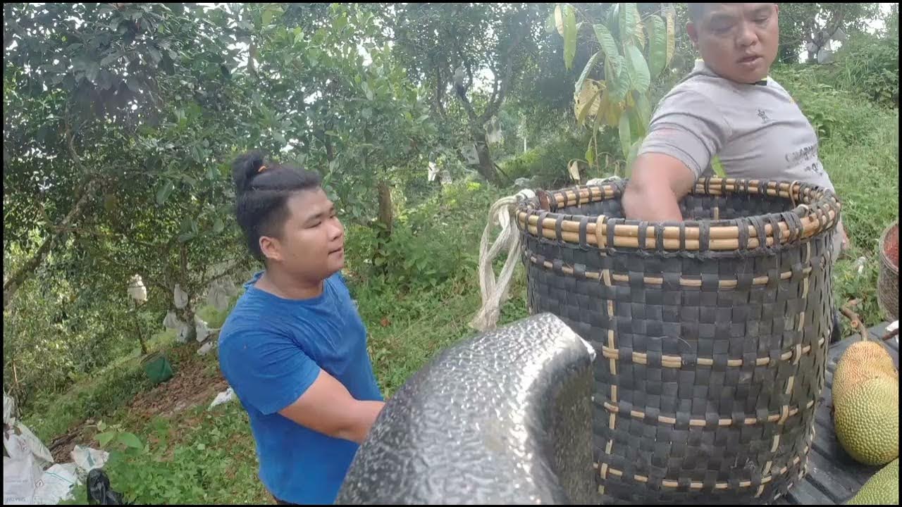 580kg!! Tuaian Cempedak.. - YouTube