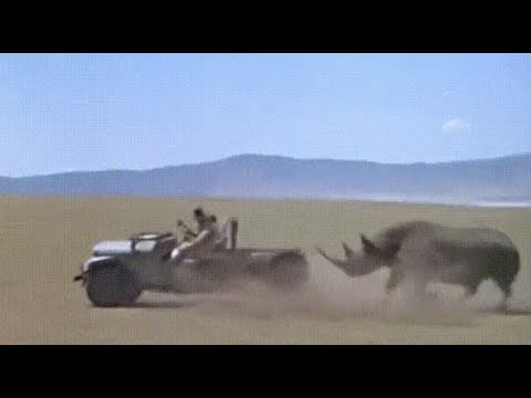 Rhino Chases and Attacks Car - YouTube